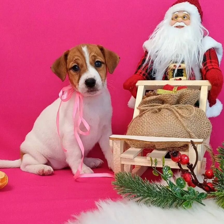 Джек-рассел-терьер, щенок