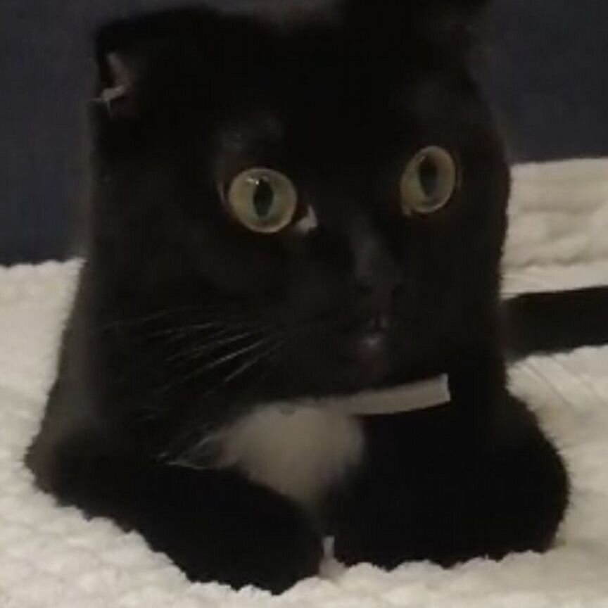 Шотландская вислоухая короткошёрстная кошка, взрослая