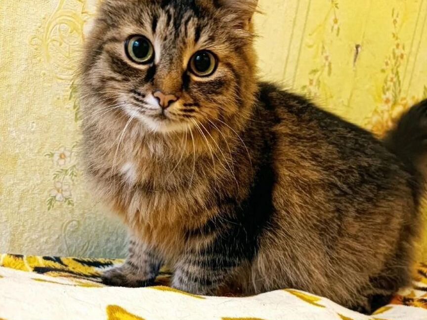 Кошечка в добрые руки