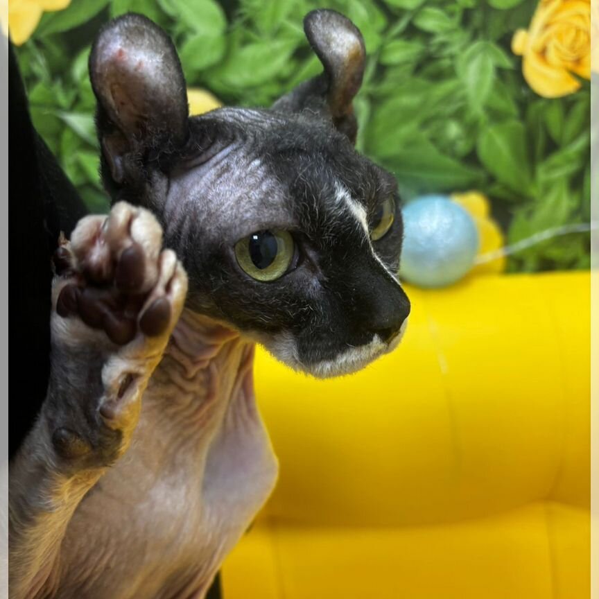 Эльф, взрослая кошка