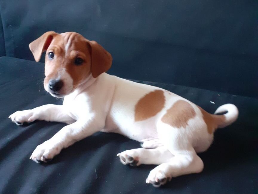 Джек Рассел Терьер