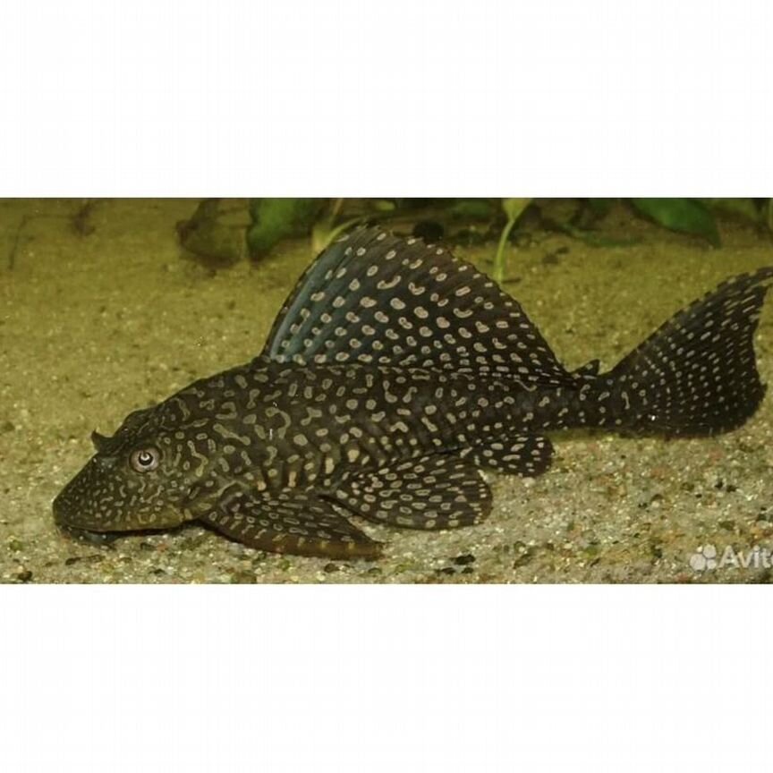 Птерегоплихт