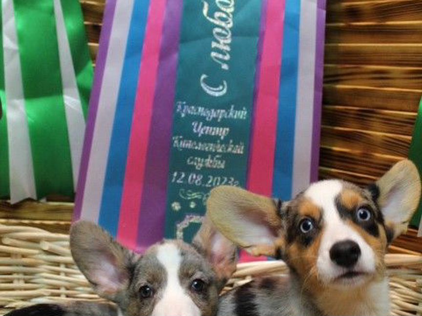 Вельш-корги