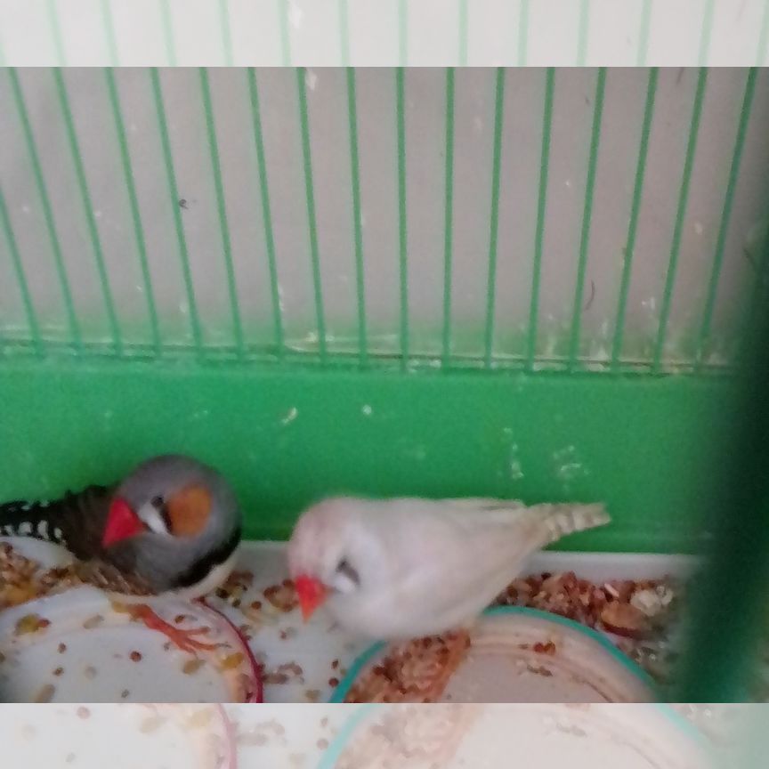 Амадины гульда