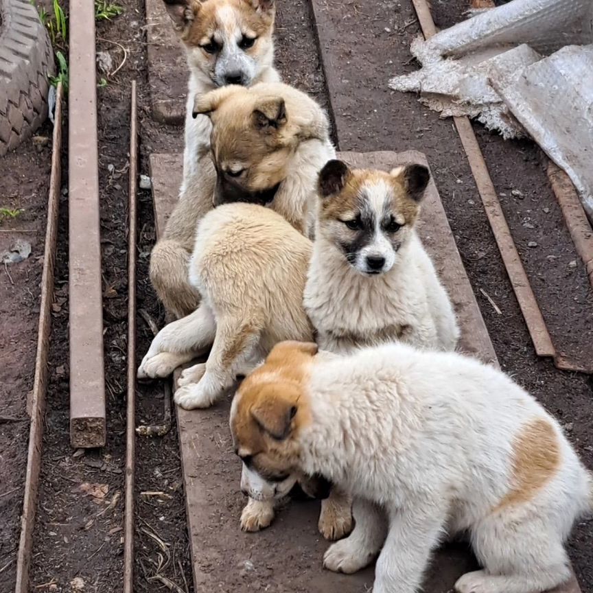 Щенок в добрые руки