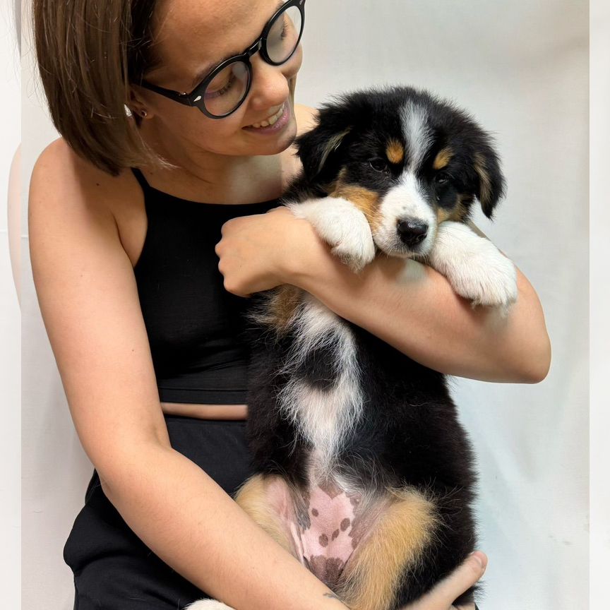 Щенок Аусси