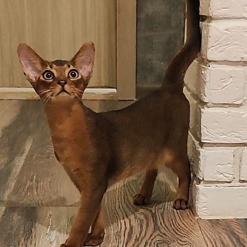 Абиссинский котик в разведение