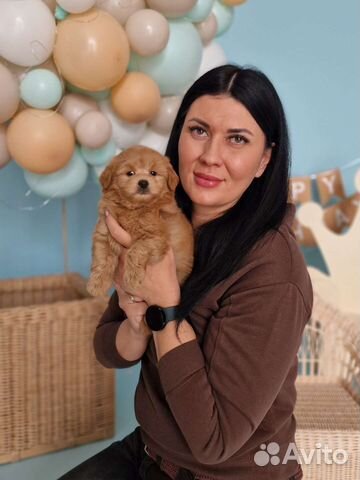 Мальчик мальтипу Red