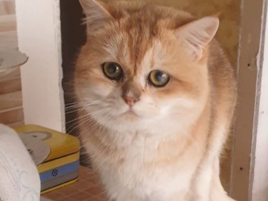Ласковый кот золотая шиншила 2 года