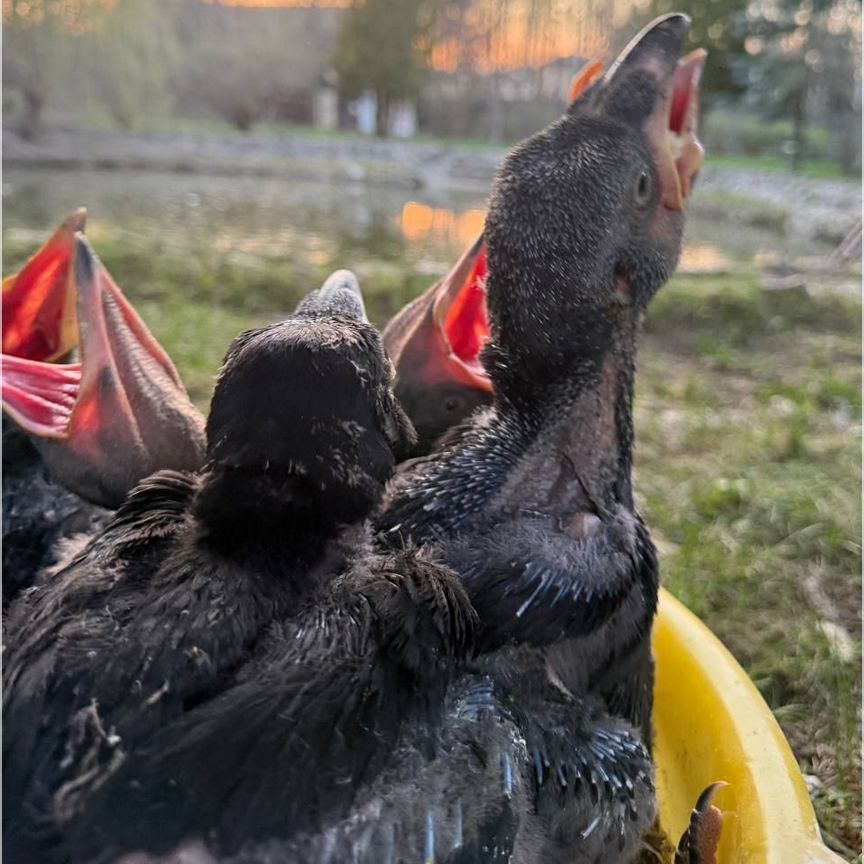 Птенцы чёрного ворона