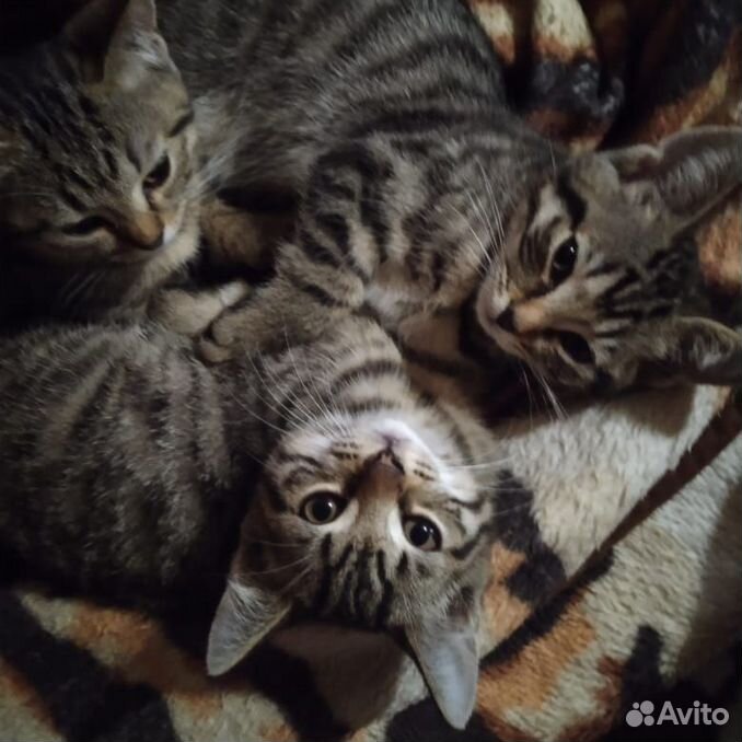 Отдам в хорошие руки малышки ищут дом котята