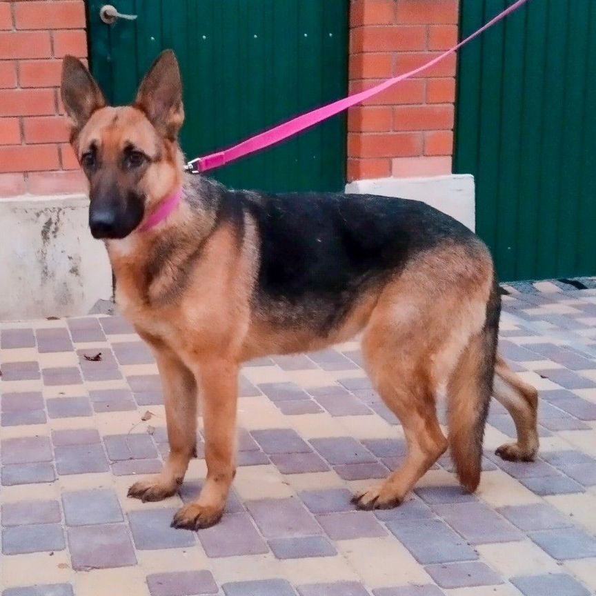 Собака ищет дом