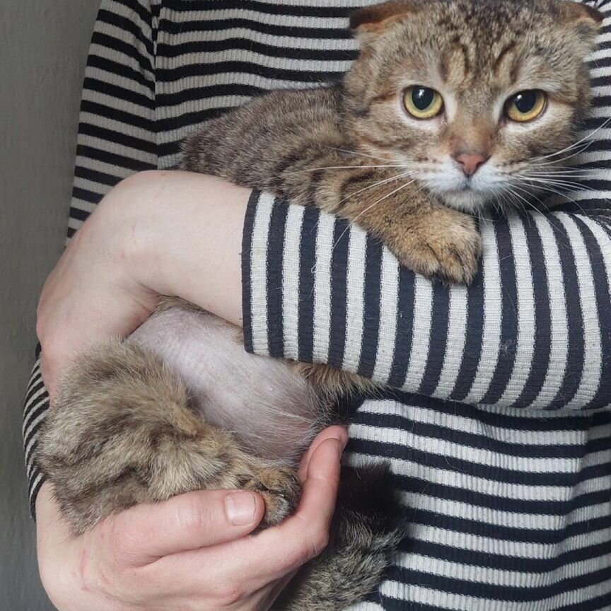 Котик в добрые руки