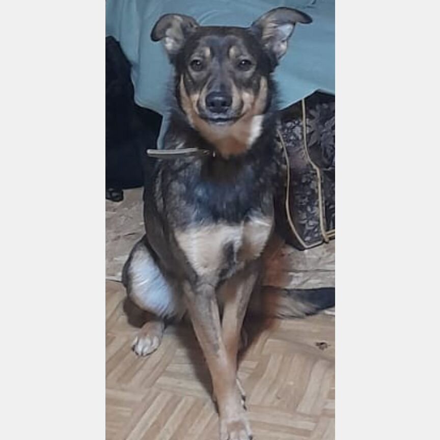 Батлер- настрадавшийся молодой пёс