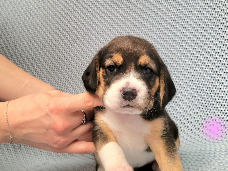 Малышка Биглюша