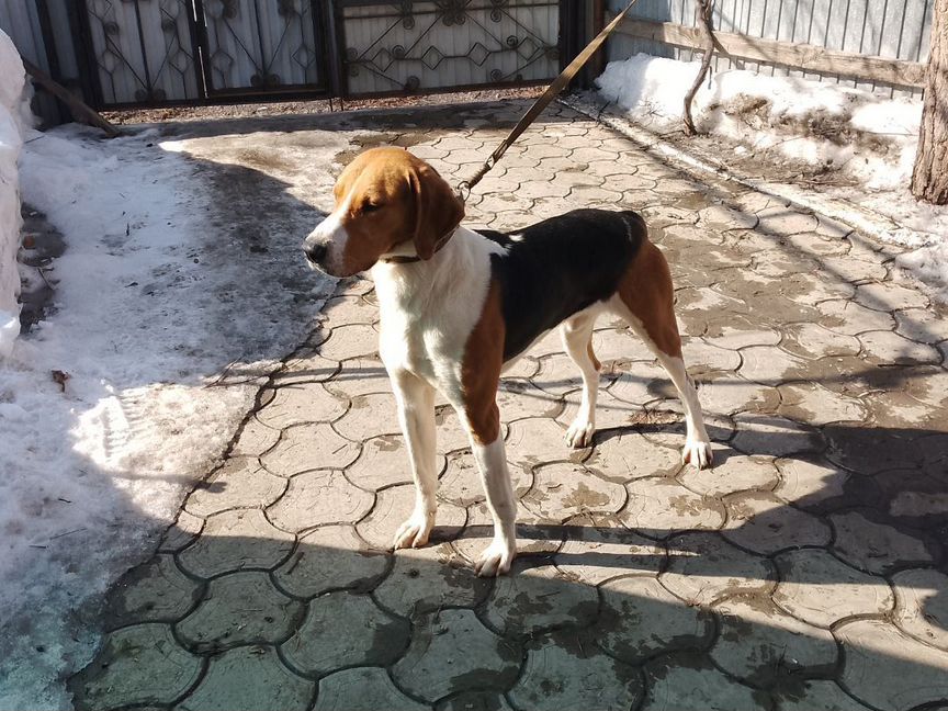 Русская пегая гончая