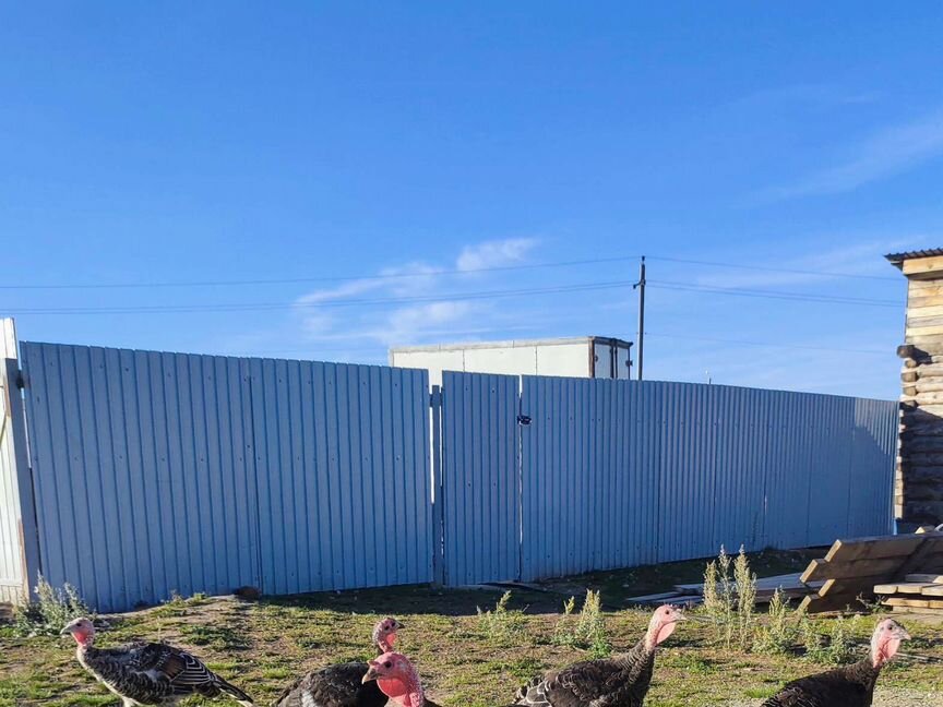 Индюки домашние