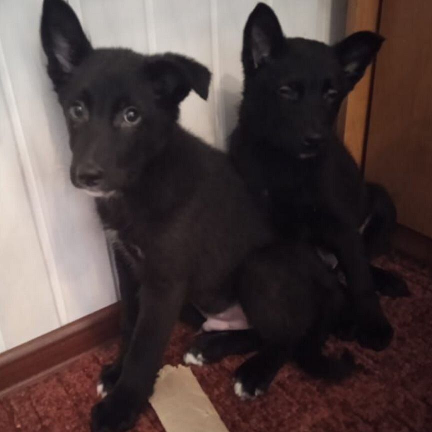 Кузя и Буся ждут вас в гости