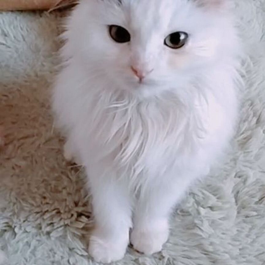 Котик в добрые руки