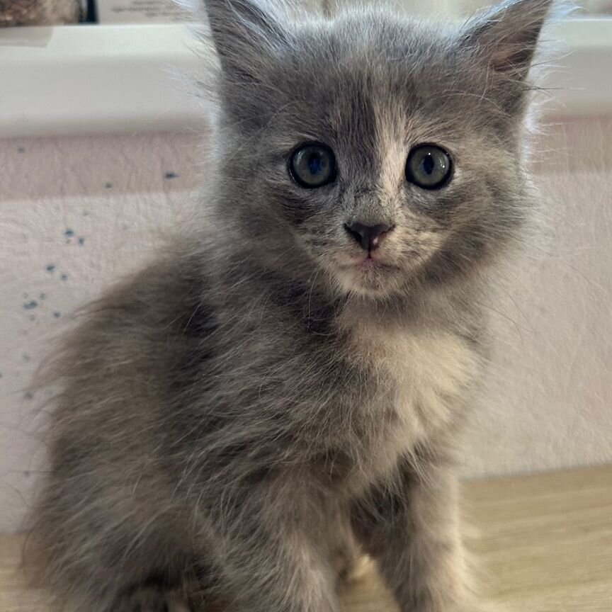 Кошка мэйн кун