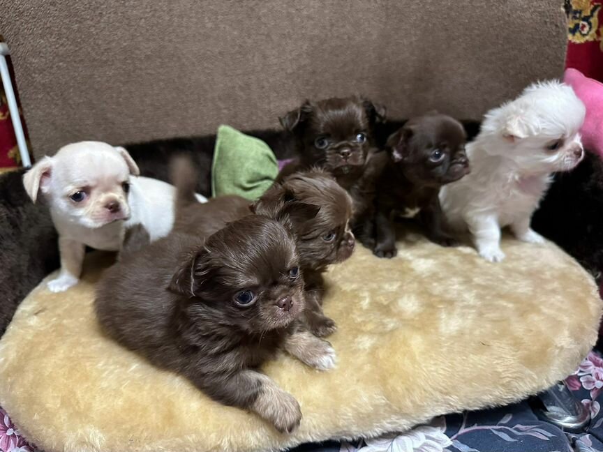 Мальчишки братишки