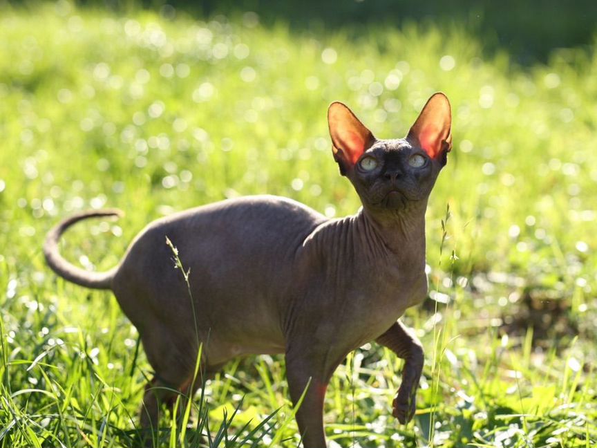 Шоколалная девочка Сфинкс