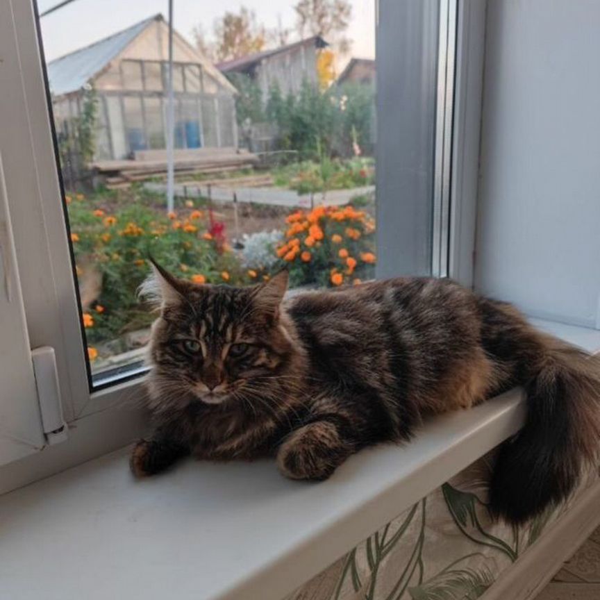 Отдам сиирскую кошку