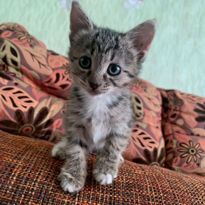Котенок, полтора месяца, девочка