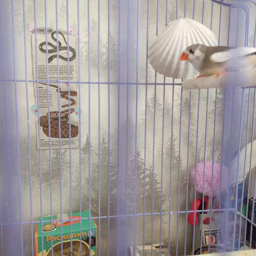 Зебристый Амадин