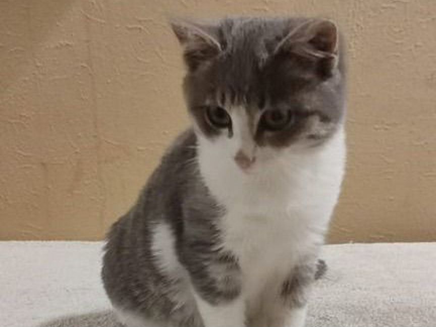 Улыбака-котодевочка в добрые руки