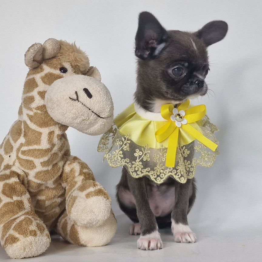 Чихуахуа мини мальчик