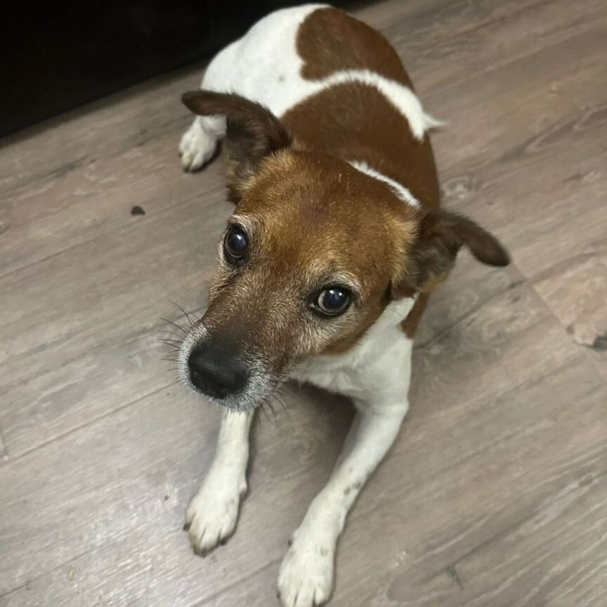 Джек-рассел-терьер, взрослый пёс