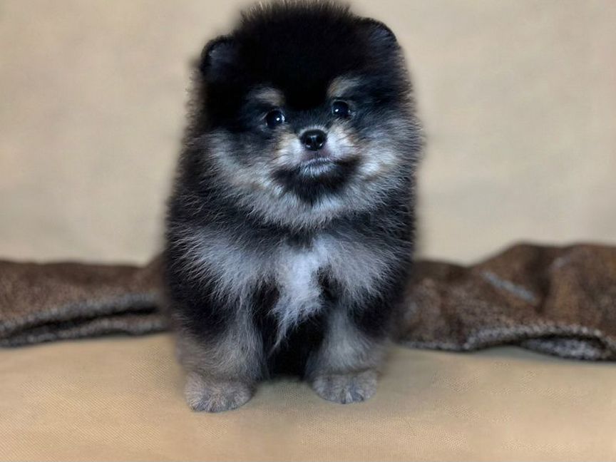 Мальчики померанцы (РКФ) в домашние любимцы