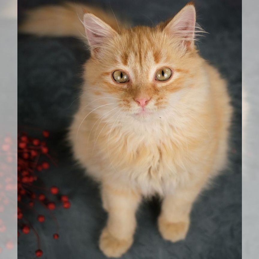 Котенок Султан в добрые руки