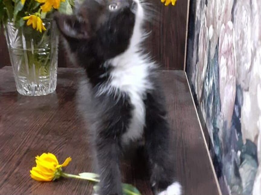 Котёнок Брут
