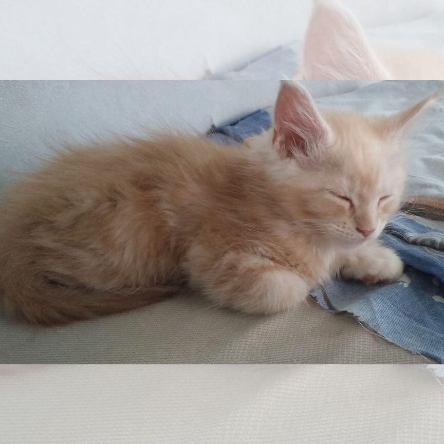 Мейн-кун котёнок