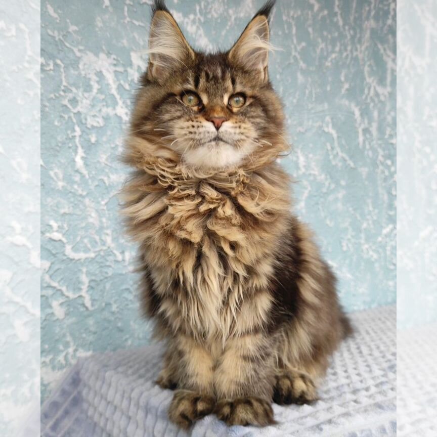 Мейкун полидакт котята
