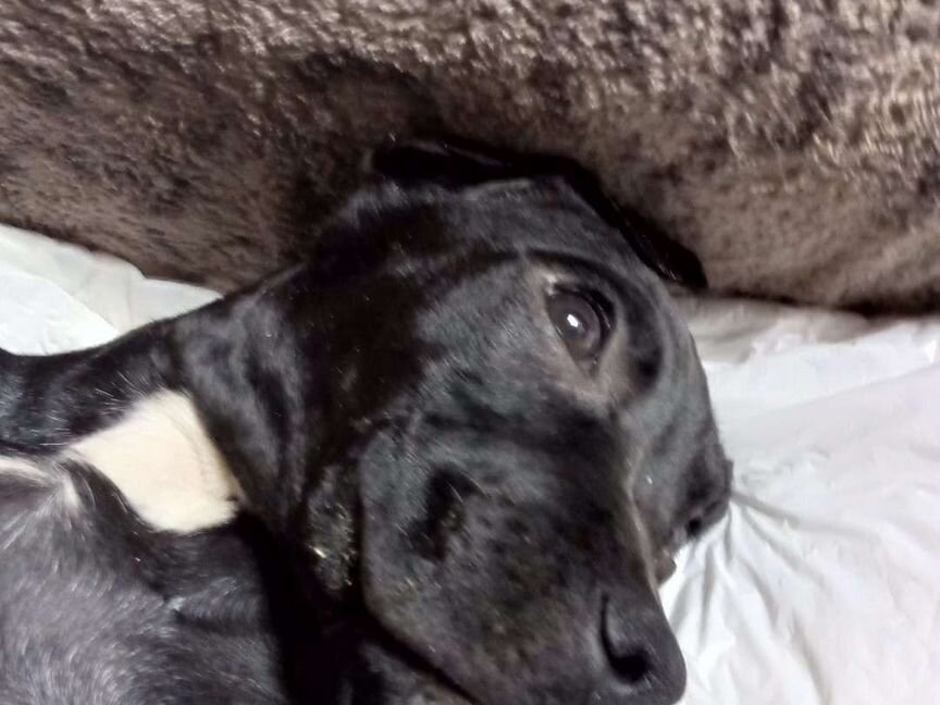 Собака стафоширский терьер