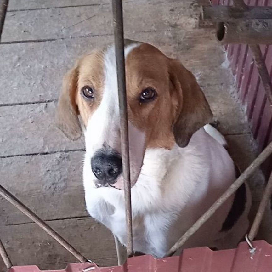 Русская пегая гончая, взрослая собака