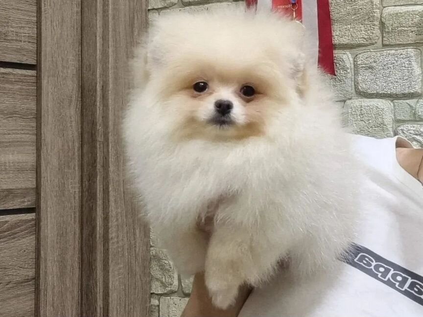 Мальчик мини шпица кремовый