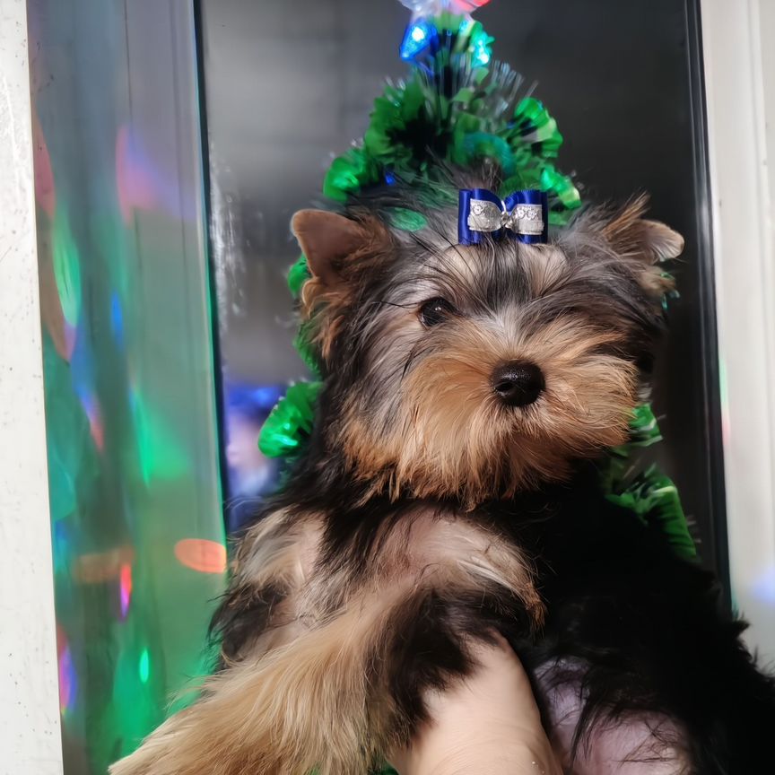 Йоркширский терьер, щенок