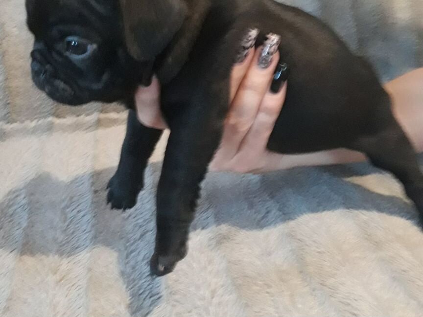 Щенки французского бульдога