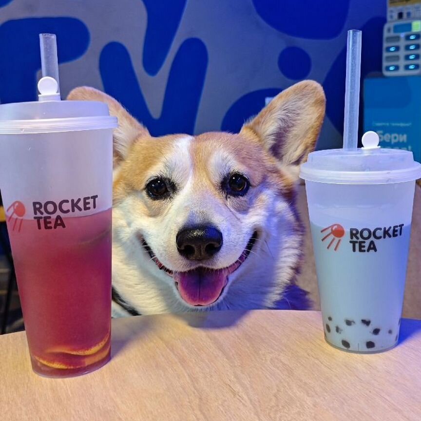 Вельш Корги Пемброк, взрослый пёс