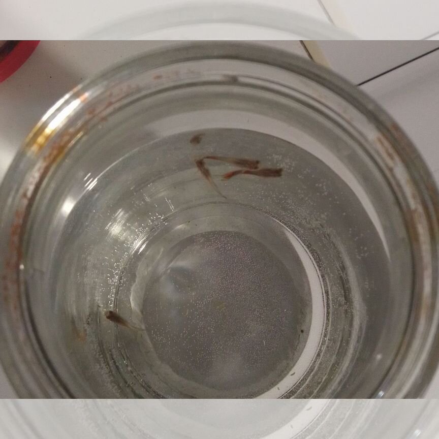 Рыбки гуппи мальки