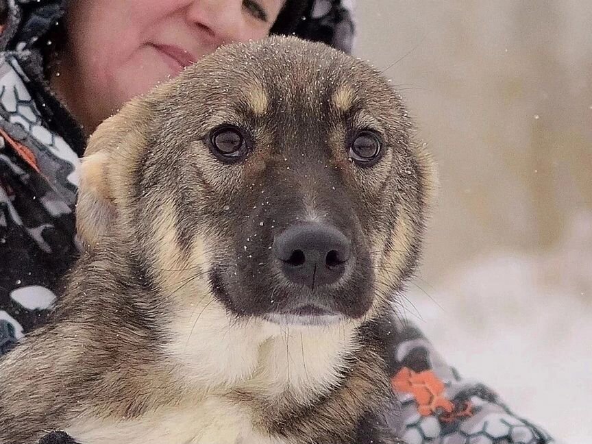Лавруша в добрые руки