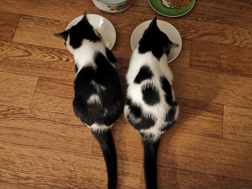 Котятам - шанс на миллион