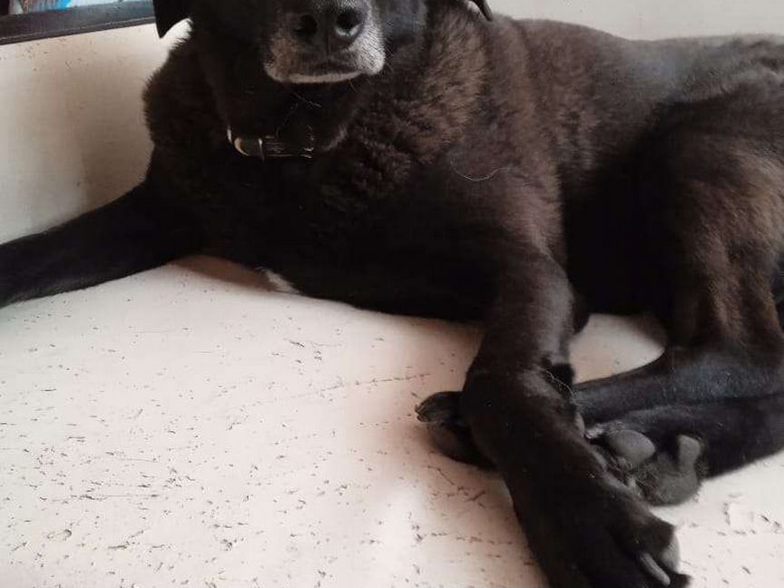 Черныш"В добрые руки в частн.дом.Охранник