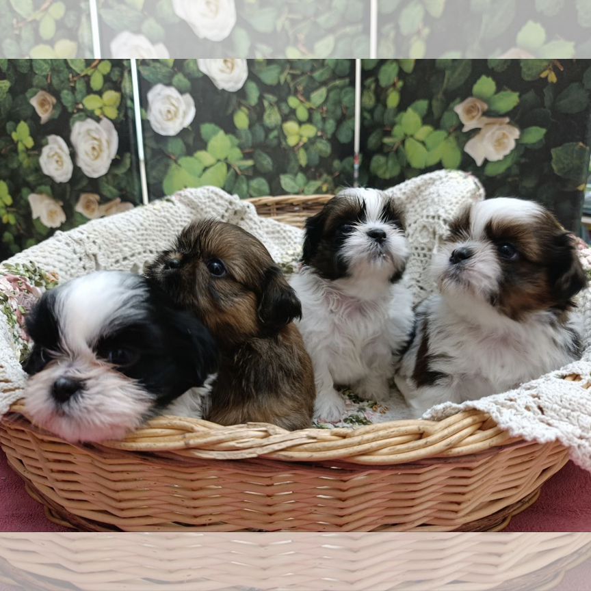 Ши-тцу, щенок