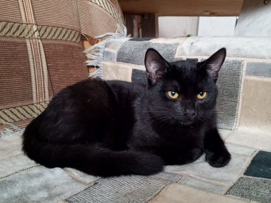 Кот, котенок