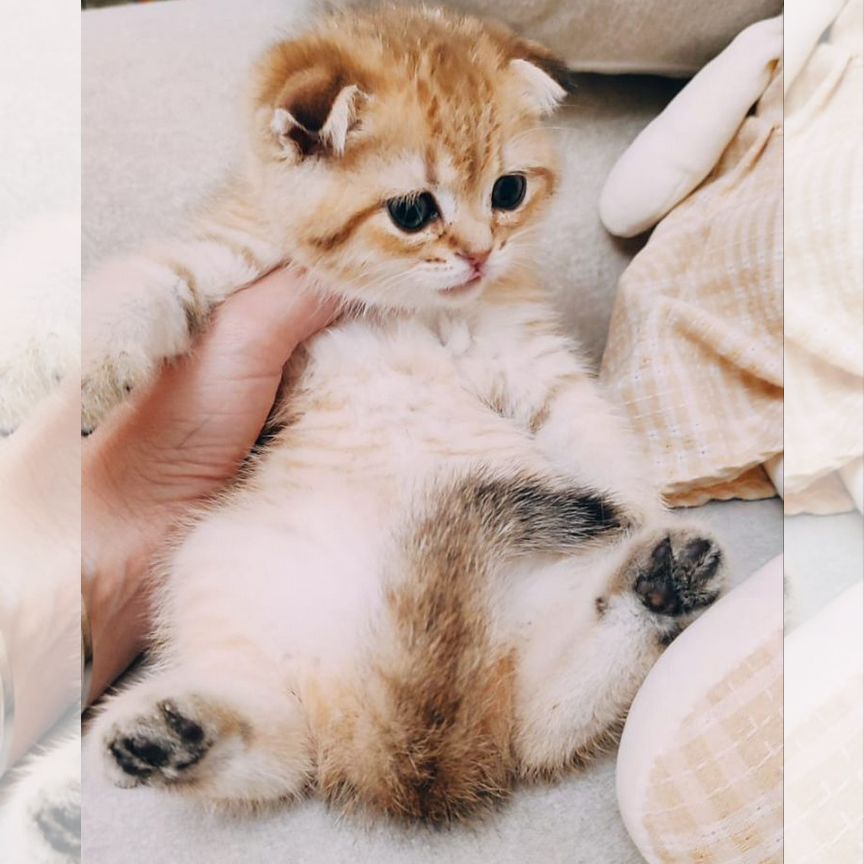Шотландский вислоухий короткошёрстный котёнок